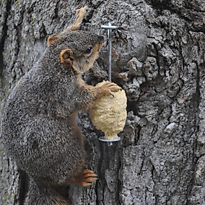 C&S Nut'n Sweet Corn Squirrelog, Single Pack Refill