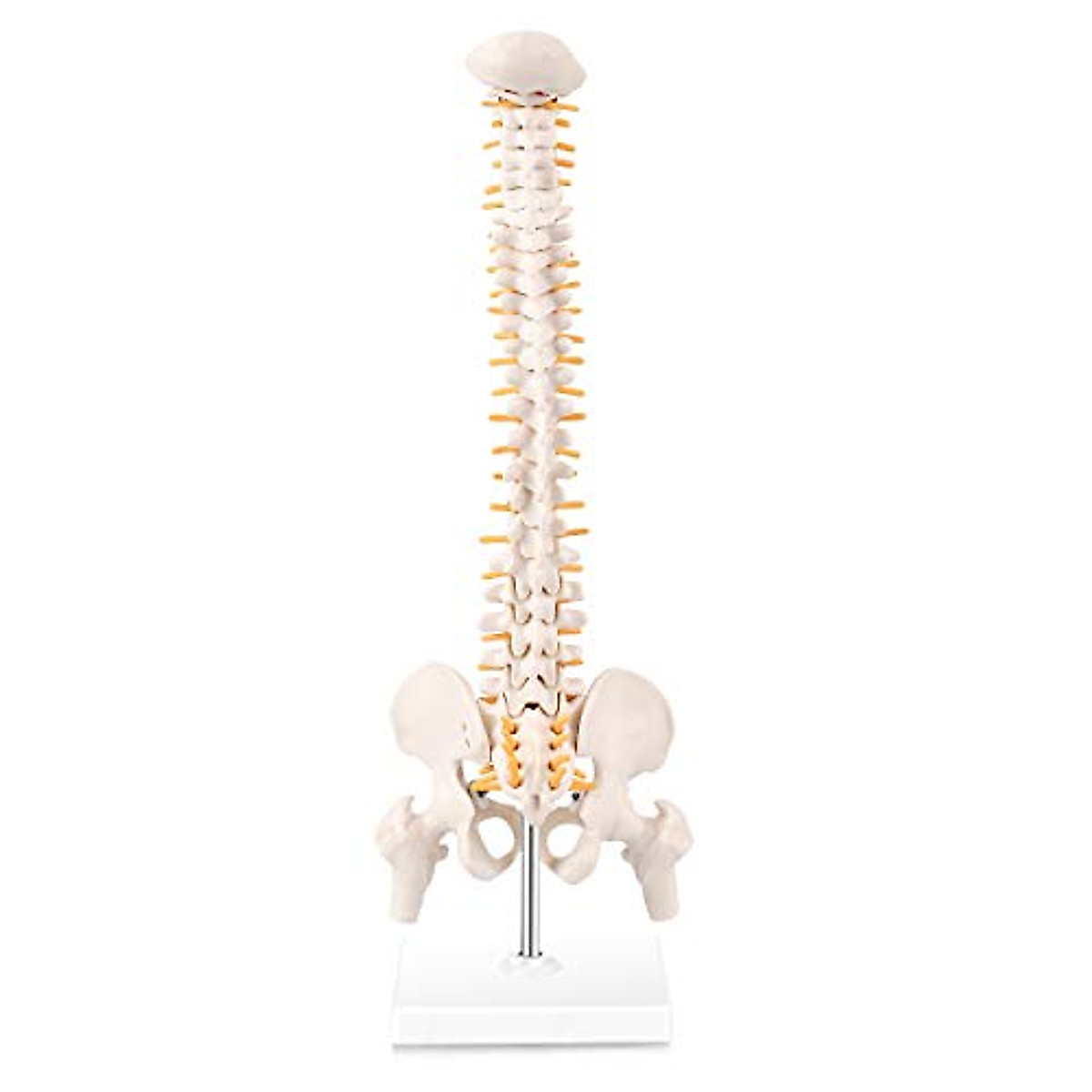 LYOU Miniature Spine Anatomy Model, 15.5" Mini Vertebral Column Model with Spinal Nerves, Pelvis, Femur, Mounted On a Base