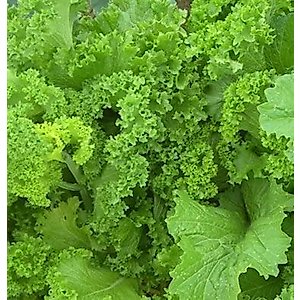 David's Garden Seeds Mustard Greens Southern Giant Curled FBA-00055 (Green) 200 Non-GMO, Heirloom Seeds