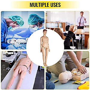 Nursing Training Manikin, Demonstration Human Manikin for Nursing Training, Training CPR Simulator, 170 cm Male & Female PVC Anatomical Mannequin, Body Care Simulator Model