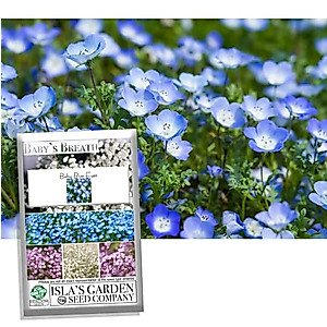 "Baby Blue Eyes" Baby's Breath Seeds for Planting, 1500+ Wildflower Seeds Per Packet, Non GMO Seeds, Scientific Name: Nemophila menziesii, Great Home Flower Garden Gift