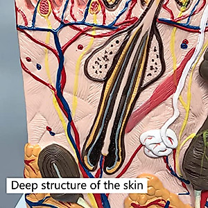 HIRNER Model Teaching Model Skin Anatomy Model Hair Follicle Structure 70x Enlarge Human Anatomy Model for Medical Teaching Learning Aid for Teaching