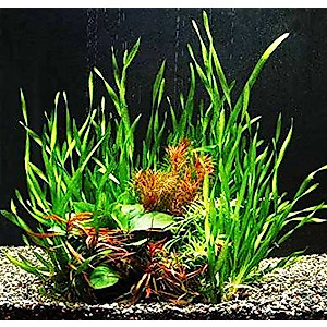 Greenpro Twisted Vallisneria Spiralis Torta Vallis | Americana Asiatica Val Potted Live Aquarium Water Plants Decorations Freshwater Fish Tank
