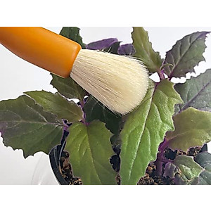 Southside Plants Cactus Cleaning Brushes Pack - Soft Goat Hair Bristles with Wooden Handle Brushes for Indoor Cactus & Succulent Plants Dusting- Gardening Cleaning Tools (7", 3.2") Sizes Pack