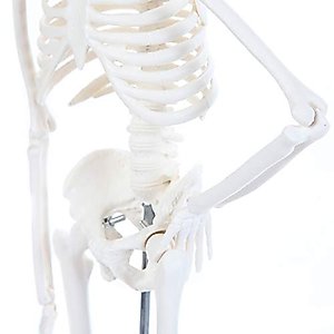 Anatomy Lab Human Skeleton Model, 19" Desktop Skeleton Has Movable Arms and Legs, Details Basic Human Skeletal System with Display Stand