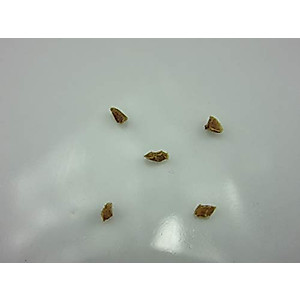 1203-Cocono (Solanum Topiro) Seeds by Robsrareandgiantseeds UPC0764425788560 Non-GMO,Organic,Historic Plants, Bonsai, Tropical Fruit,1203 Package of 5 Seeds
