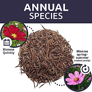 Cosmos Seeds Wildflower Mixture - Bulk 1 Ounce Packet - Over 5,000 Seeds - Pink, Yellow, Orange, Red, Purple and White Mixed Species!