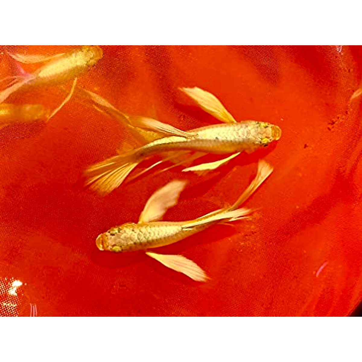 1 Breeding Pair- Full Gold 24K Guppy Live Fish- Grade A+ (Full Gold 24K Ribbons), 3 months
