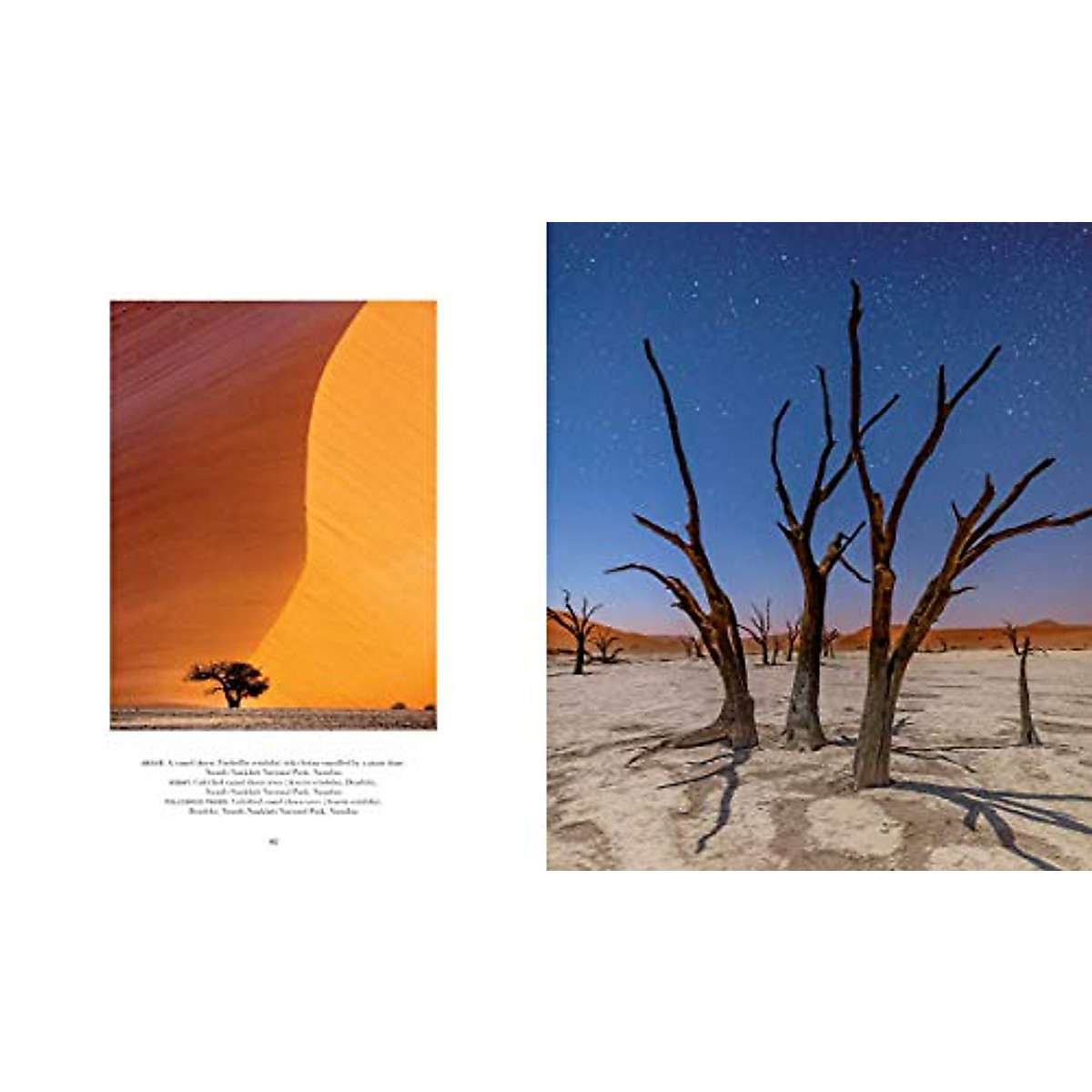 Trees (Gift Edition): Between Earth and Heaven