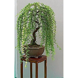 Bonsai Willow Tree Bundle - 3 Large Trunk Bonsai Tree Cuts - Get one Each Weeping, Australian, Dragon - Ready to Plant - Indoor/Outdoor Bonsai Tree's