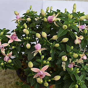 200PCS Fuchsia Seeds Fuchsia Flower Seeds for Planting Non GMO Heirloom Garden Seeds Outdoor Indoor (Mix Color)