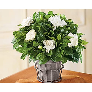 Gardenia Seeds, White Fragrant Blooms and Glossy Green Foliage-50 Seeds