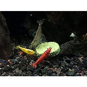 Aquatic Arts Algae Wafers (8 Ounce) Sinking Food for Live Aquarium Shrimp, Fish (Pleco/Tetra), Snails, and Bottom Feeders | High Protein Spirulina Blend Fish Food for Fish Tank Aquariums