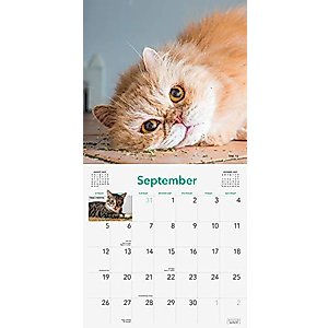 Cats on Catnip Wall Calendar 2021