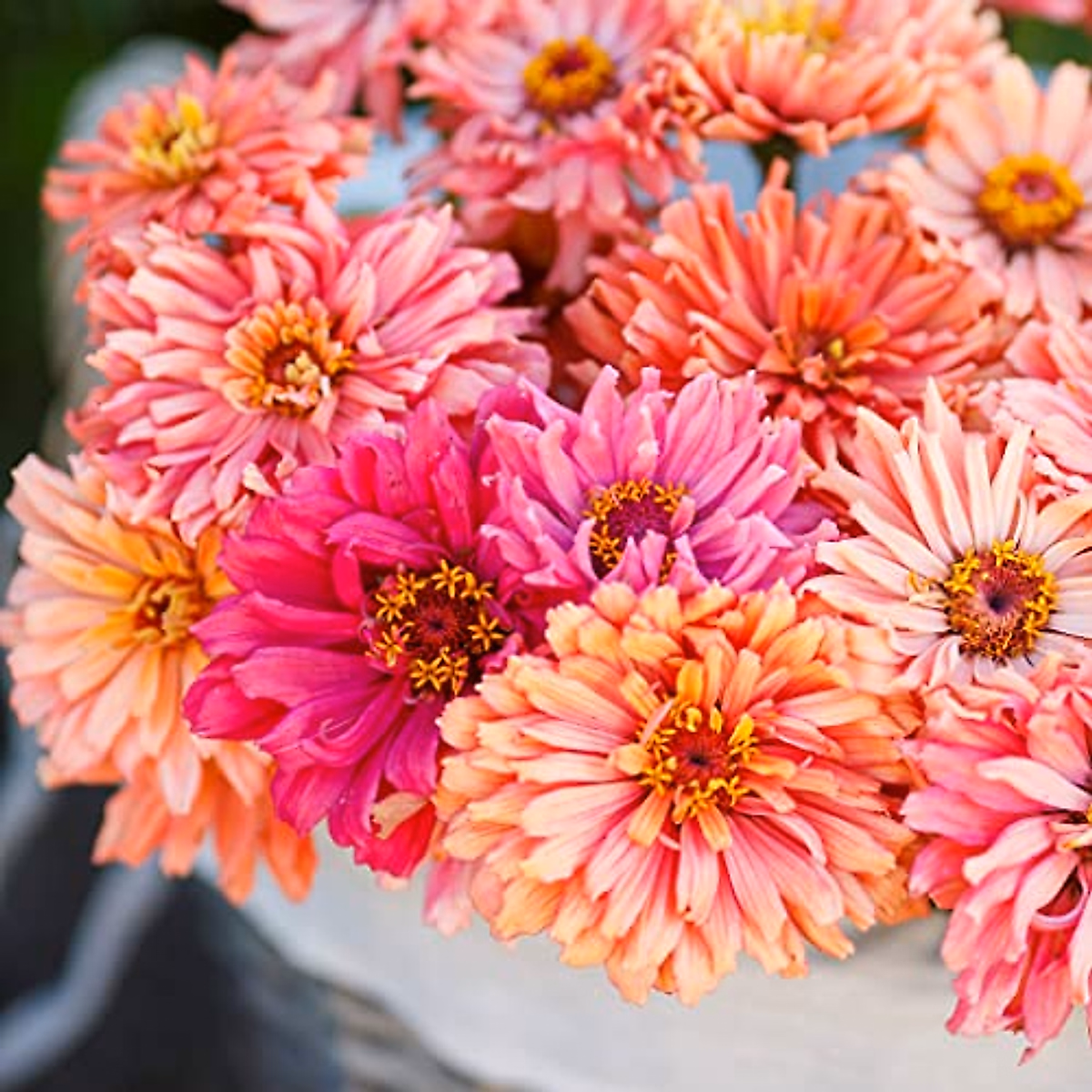 Zinnia Seeds - Cactus Pink Shades - Packet - Pink Flower Seeds, Open Pollinated Seed Attracts Bees, Attracts Butterflies, Attracts Hummingbirds, Attracts Pollinators, Easy to Grow & Maintain, Fast