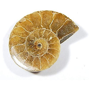 phoenix888 XUETZALCOATL Laxmi Narayan Sudarshan Vamavarti Daxinavarti Male Female Shaligram 2cm - 2.5cm