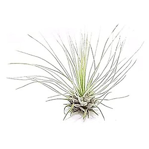 The Drunken Gnome AIR Plants – FUCSHII – 5 Pack - air Purifying Flowering Tillandsia for Terrarium, Fairy Garden Starter kit, Home Office, Indoor Outdoor, Corporate Gift (5 Pack)
