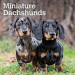 Miniature Dachshunds | 2024 12 x 24 Inch Monthly Square Wall Calendar | BrownTrout | Animals Small Dog Breeds
