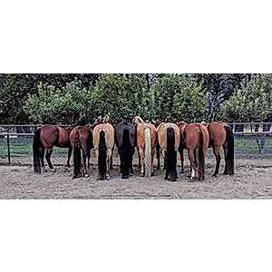 The Tail Boot-Tail Bag for All Equines (Large Black Swisher)