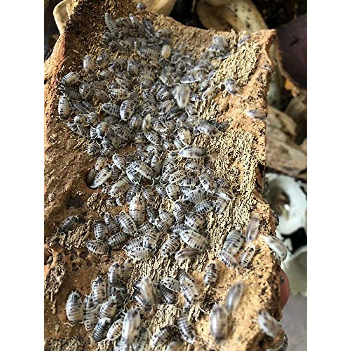 Bugzy Bugs Porcellio Laevis Dairy Cow 15 Count Live Isopods Roly Poly Cleanup Crew Reptile Food Terrarium Vivarium