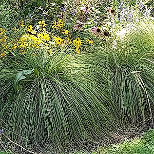 YEGAOL Garden 200Pcs Prairie Dropseed Seeds Sporobolus Heterolepis Seeds Ornamental Long-Lived Drought Tolerant Perennial Grass Low Maintenance Grass Seeds Home Garden Plant