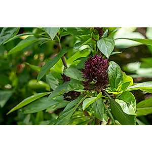Basil Seeds for Planting 9 Variety Pack, Thai Basil Seeds, Dwarf Greek, Genovese, Italian, Lemon, Licorice, Red Rubin, Sweet Basil Seeds, Cinnamon