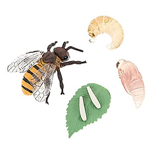 Yardenfun 1 Set Stag Beetle Growth Week Little Critters Toys Educational Toys for Kids Spider Toy Honey Life Cycle Models Growth Statue Bee Growth Cycle Plastic Honey Bee Life Cycle Models