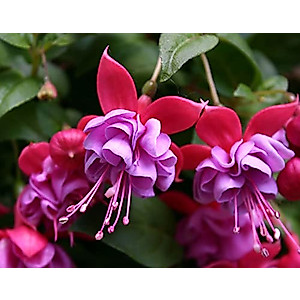 Mixed 100 Seeds Fuchsia Flower Seeds Perennial Home Bonsai