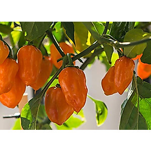 Habañero Seeds for Planting, 25+ Heirloom Seeds Per Packet, Spicy & Hot Pepper, (Isla's Garden Seeds), Non GMO Seeds, Botanical Name: Capsicum chinense, Great Home Garden Gift