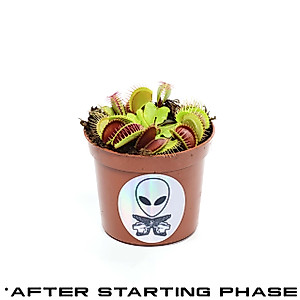 Starter Venus Flytrap - Discover The Galaxies Secret Wonder- Mars Venus Flytraps Carnivorous Live Plants