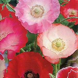 Shirley Single Mix Poppy Flower Seeds for Planting, 3000+ Flower Seeds Per Packet, (Isla's Garden Seeds), Non GMO & Heirloom Seeds, Scientific Name: Papaver rhoeas, Great Home Garden Gift