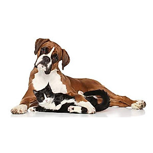 pet Joint Supplements - Hip and Joint Health for Pets - Dogs and Cats - Premium - Treats - chondroitin for Dogs - 240 Chews (2 Bottles)