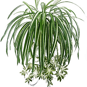 Artificial Chlorophytum Silk Flowers, Flowers Spider Plant Fake Greenery Faux Plant Hanging Basket Ivy Green Leaves Wall Hanging Plants for Home Garden Office Wedding Decoration (Green , One Size )