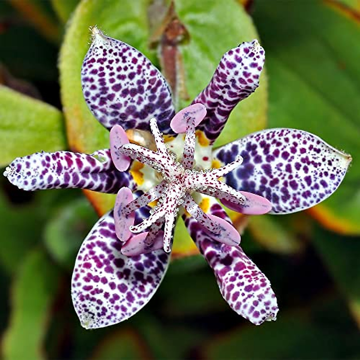 QAUZUY GARDEN Japanese Toad Lily 20 Seeds/Seed -Tricyrtis Shade Perennial Deer Resistant Eye-catching Flower for Home Bonsai Garden Decor Easy to Grow