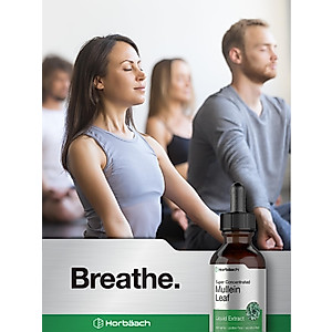 Horbäach Mullein Leaf Tincture Drops | 2 fl oz | Alcohol Free Liquid Extract | Vegetarian, Non-GMO & Gluten Free Herbal Supplement