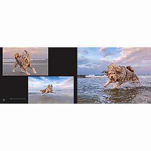 BEACH DOGS: A Coffee Table Photography Book of Joy for Dog Lovers
