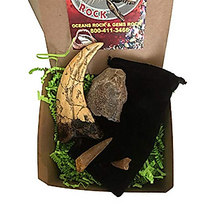 DINOSAURS ROCK® Dinosaur and Fossil Gift Collection - Set of 4 - Real Dinosaur Bone, Mosasaur Tooth, Spinosaurus Dinosaur Tooth and Raptor Claw Replica