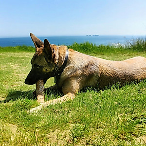 Unleashed Concepts Natural Coffee Wood chew for Dogs (Small)