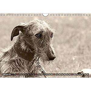 Windhunde eye-catcher (Wandkalender 2020 DIN A4 quer): Sepia-colorierte Fotos vom Galgo Español (Monatskalender, 14 Seiten )