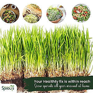 Nature Jims Sprouts Wheatgrass Seeds - 100% Organic Wheat Grass Seed for Sprouting - Cat Grass Planter Seeds, Rich in Vitamins, Fiber and Minerals - Non-GMO, Healthy Wheatgrass Sprout Growing Seed