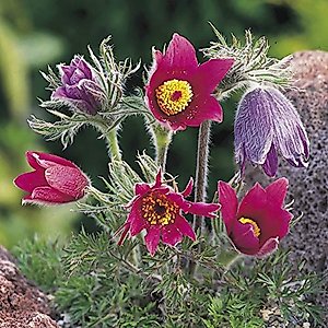 Outsidepride Anemone Pulsatilla Red Pasque Garden Flower Plant Seeds - 500 Seeds