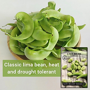 Sow Right Seeds - Fordhook Lima Bush Bean Seeds for Planting - Non-GMO Heirloom Packet with Instructions to Plant an Outdoor Home Vegetable Garden - Stringless Variety - Protein Packed Bush Bean (1)
