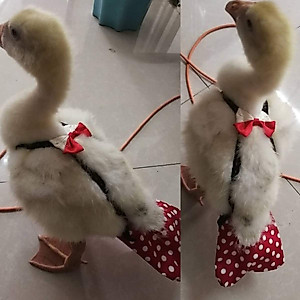 Bonaweite Pet Diaper Nappy Poultry Cloth for Goose Duck Hen Chicken Fashionable
