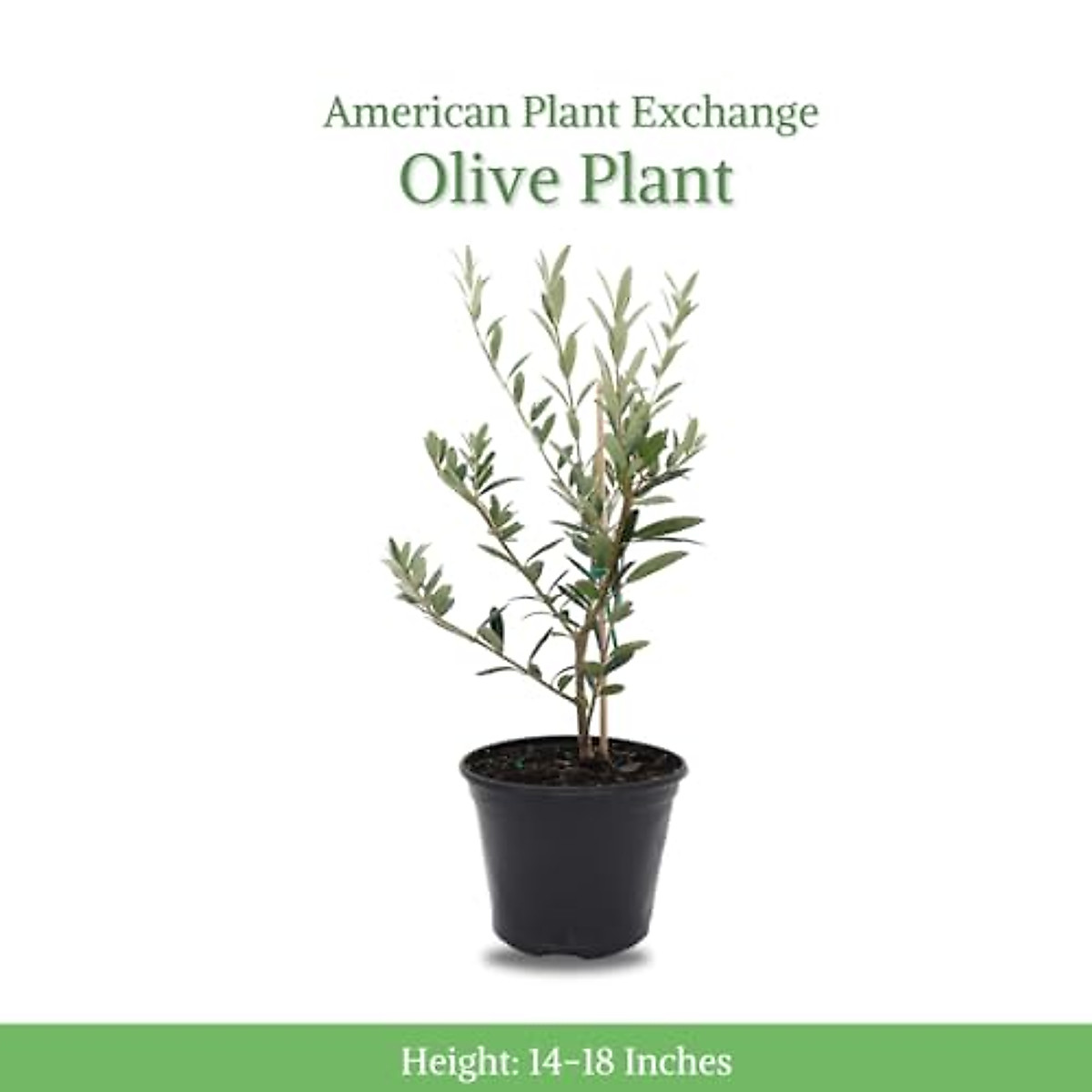 American Plant Exchange Arbequina Olive Tree, 6-Inch Pot, 2.5ft Tall, Self-Pollinating, Live Fruiting Indoor & Outdoor Houseplant, Perfect for Home & Office