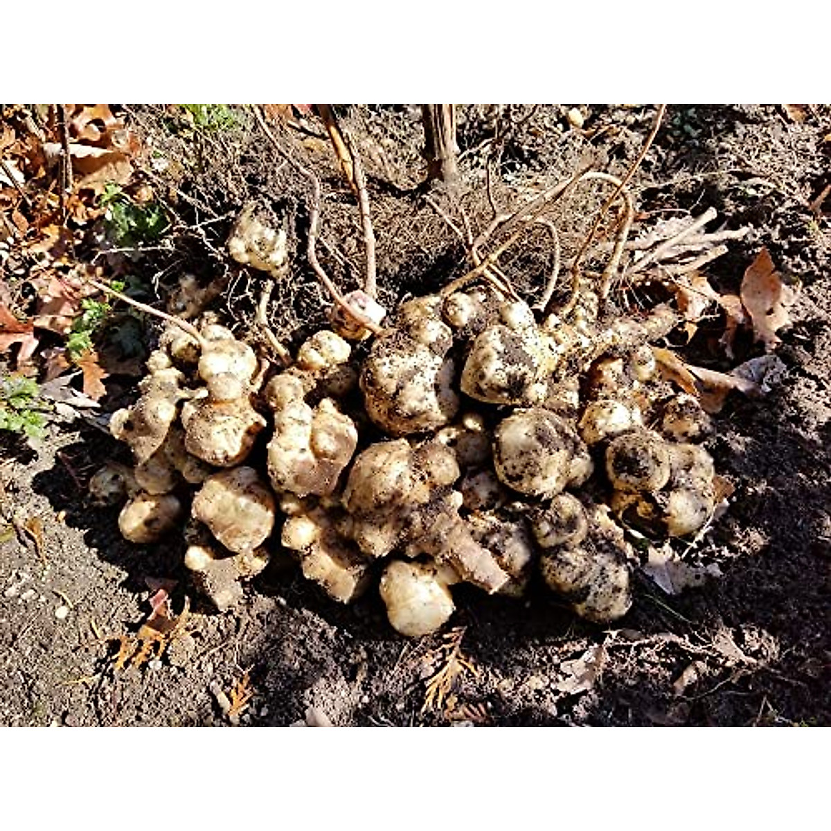 Jerusalem Artichoke Early Dwarf Sunray Variety, Sunchoke Sunroot Individual Tubers for Planting, 5 Tubers for Planting