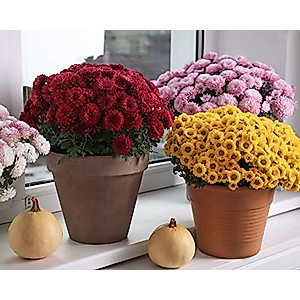 DICHMAG 300+ Chrysanthemum Heirloom Rare Ground Cover Seeds for Planting - Non-GMO Rare Dwarf Cover Landscape Flower Seeds Mixed Color Yellow