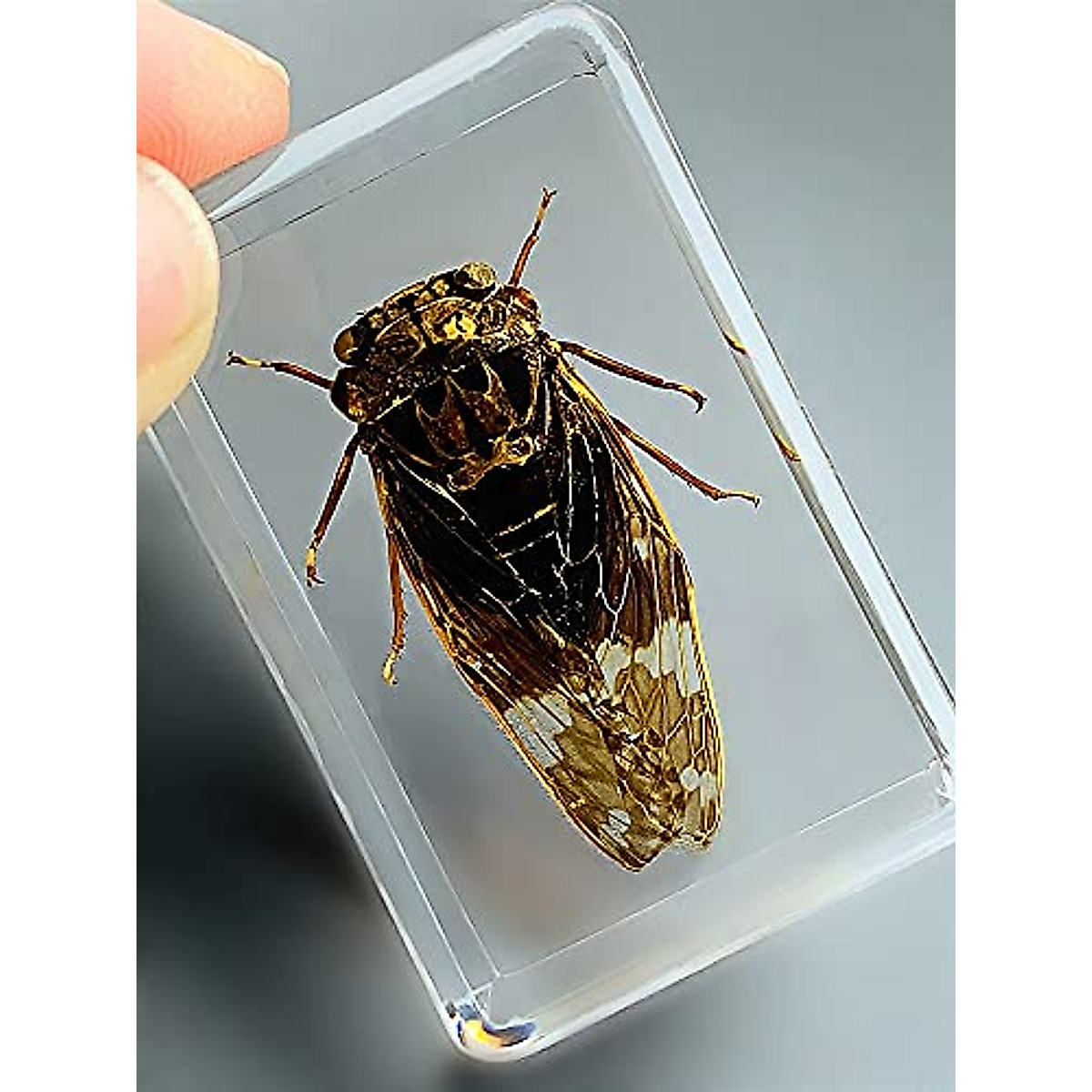 Bbiamsleep 6 Pcs Real Bugs Insect Specimen Set, Insect Resin Specimen Animal Resin Set, Constructive Educational Collection Science Tools