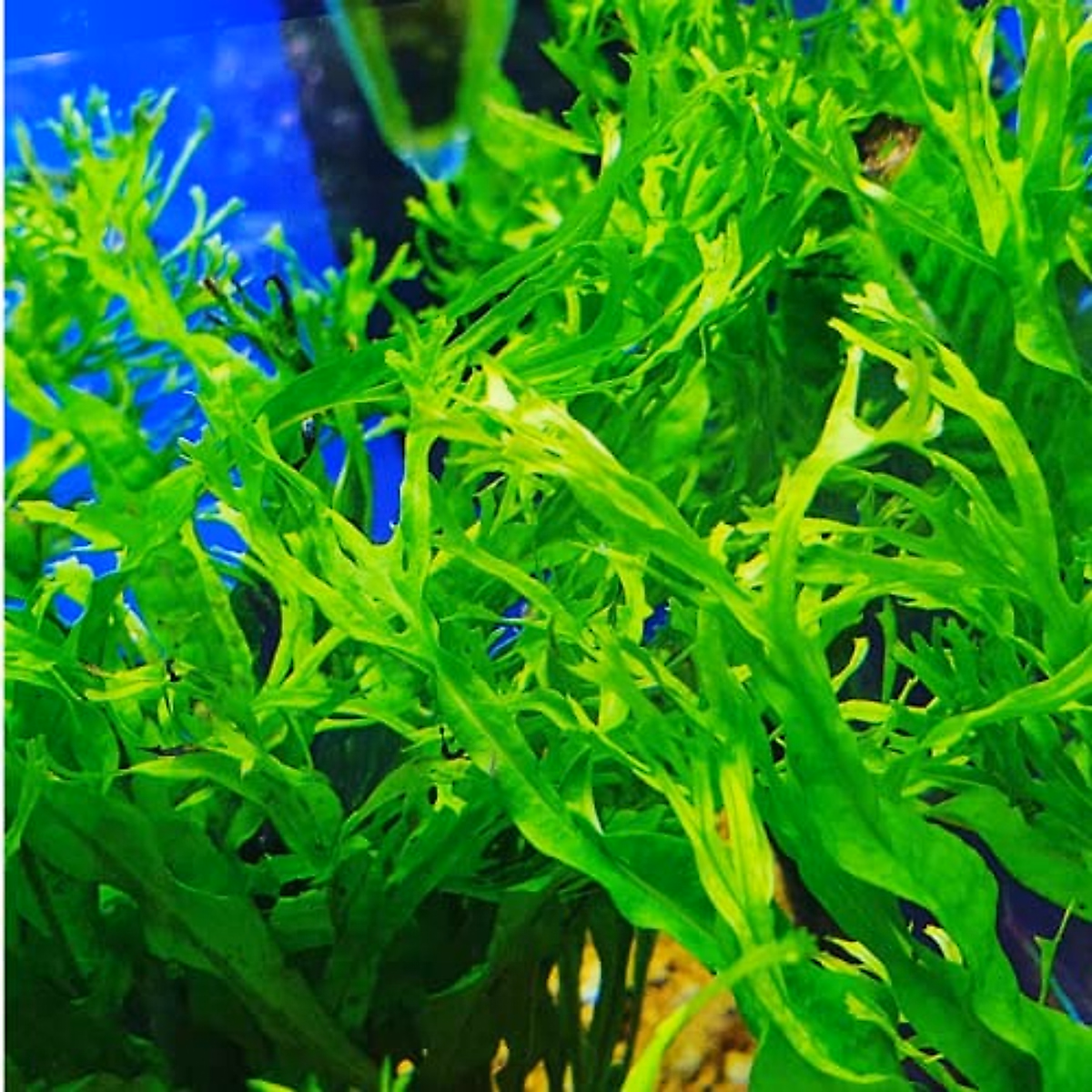 Mainam 3 Different Anubias Nana Java Fern Windelov Tropical Freshwater Live Aquarium Plant Decorations 3 Days BUY2GET1FREE