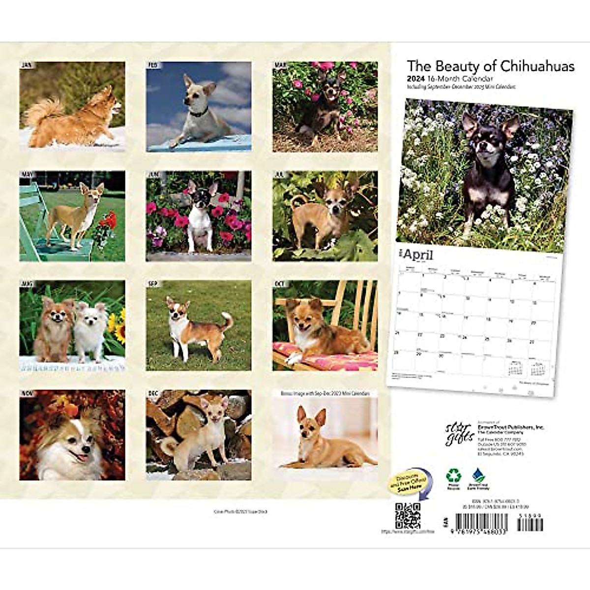 The Beauty of Chihuahuas | 2024 14 x 24 Inch Monthly Deluxe Wall Calendar | Sticker Sheet | StarGifts | Animal Dog Breeds