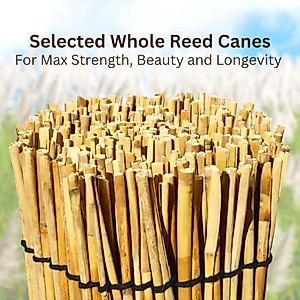 Sukkot Hadar- Kosher Reed Schach-Natural Reed Sukkha Mat, Highly Dense Whole Reed Peeled– Easy Assembly – 6x8-Feet